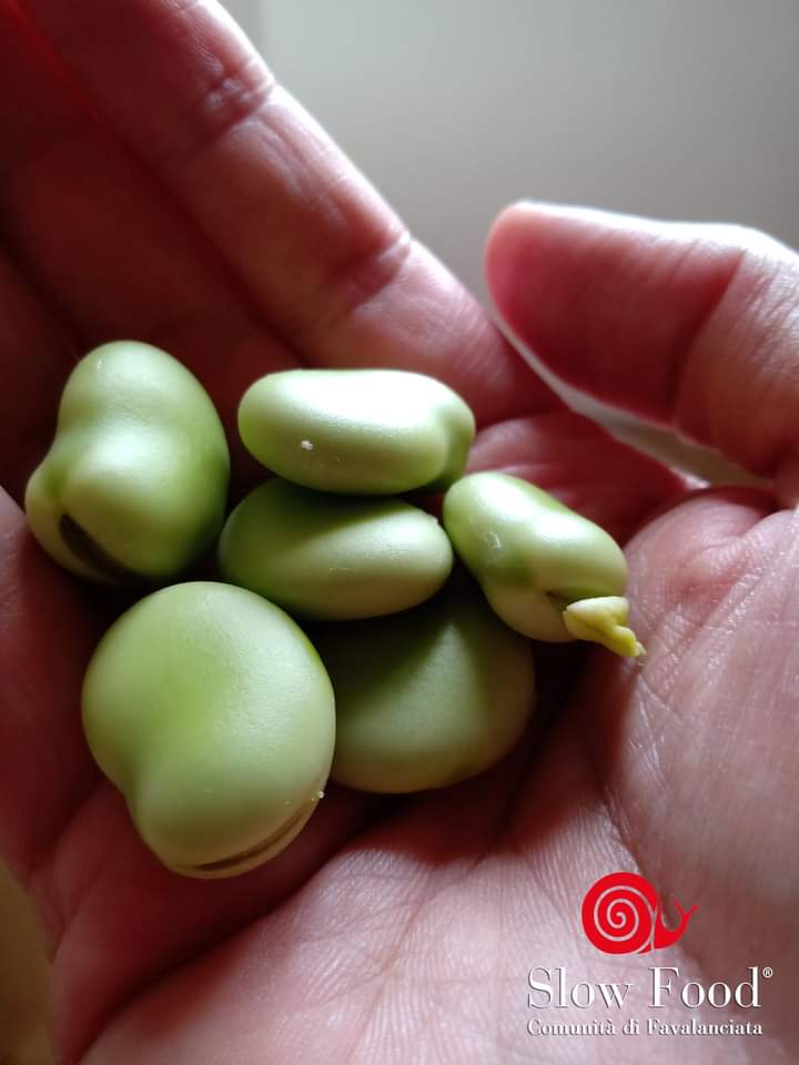 A Favalanciata si celebra la fava e la biodiversità culturale - Piceno Oggi
