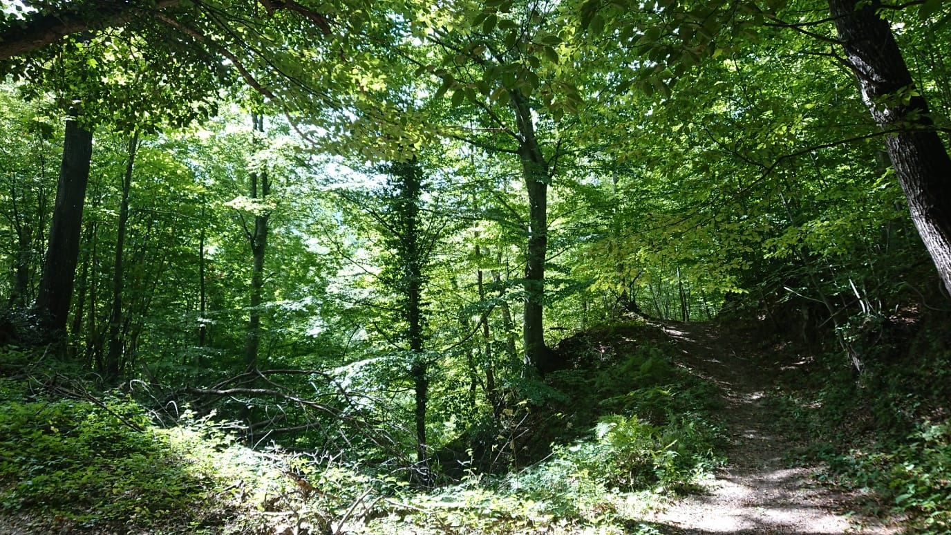 Forest bathing: l'esperienza dei bagni di foresta arriva a Montemonaco - Piceno Oggi