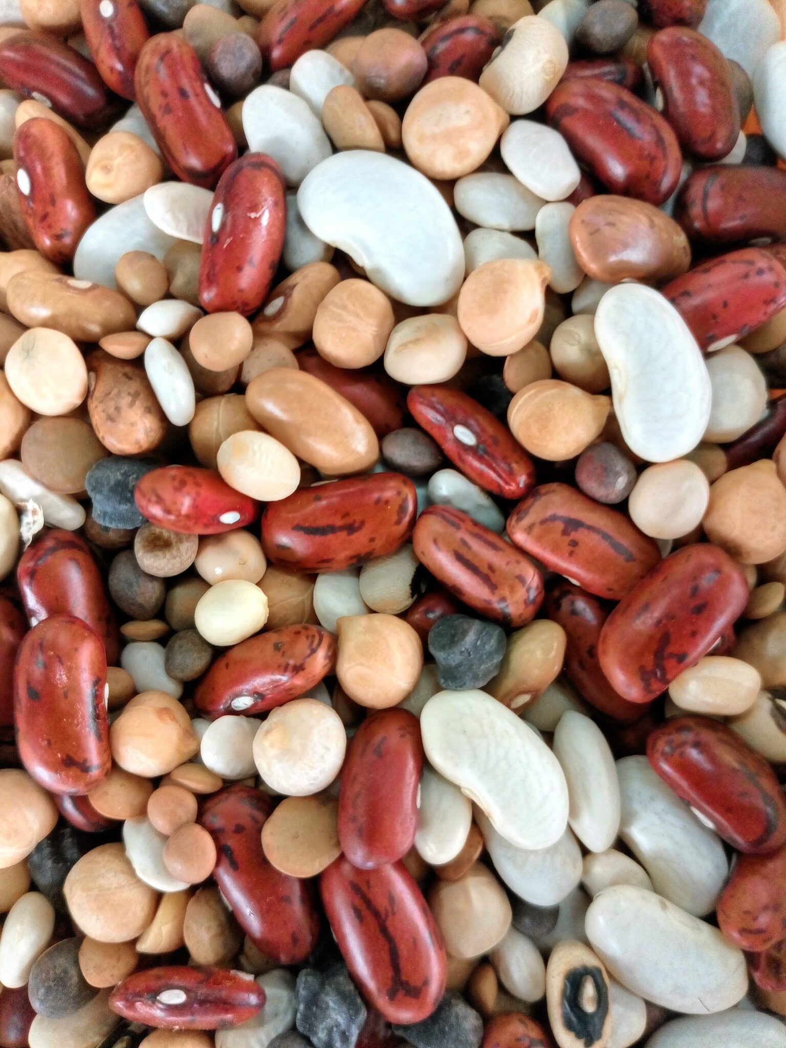 Le Marche protagoniste a Slow Beans 2025 con tre eccellenze: la Fava di ...